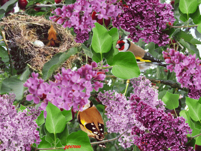 LE PRINTEMPS ET LES OISEAUX QUI CHANTENT - oiseau fleur fond ecran